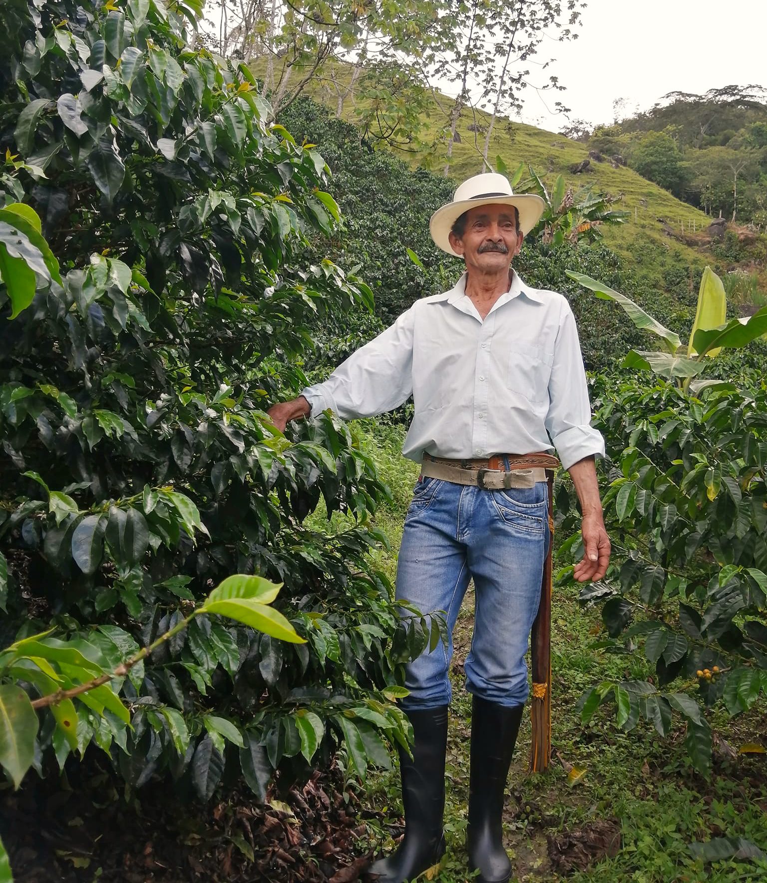 Nuestra Historia - Cedro Negro